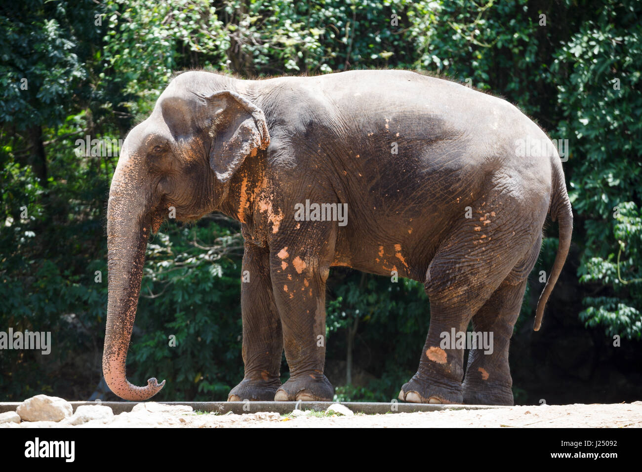 old elephant in thailand Stock Photo - Alamy