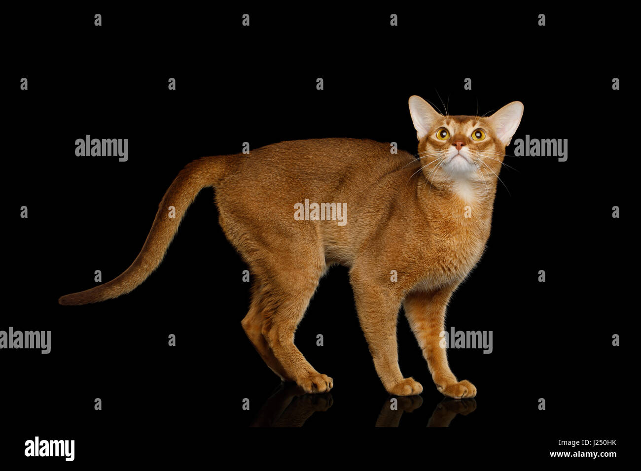 Purebred abyssinian cat isolated on black background Stock Photo - Alamy