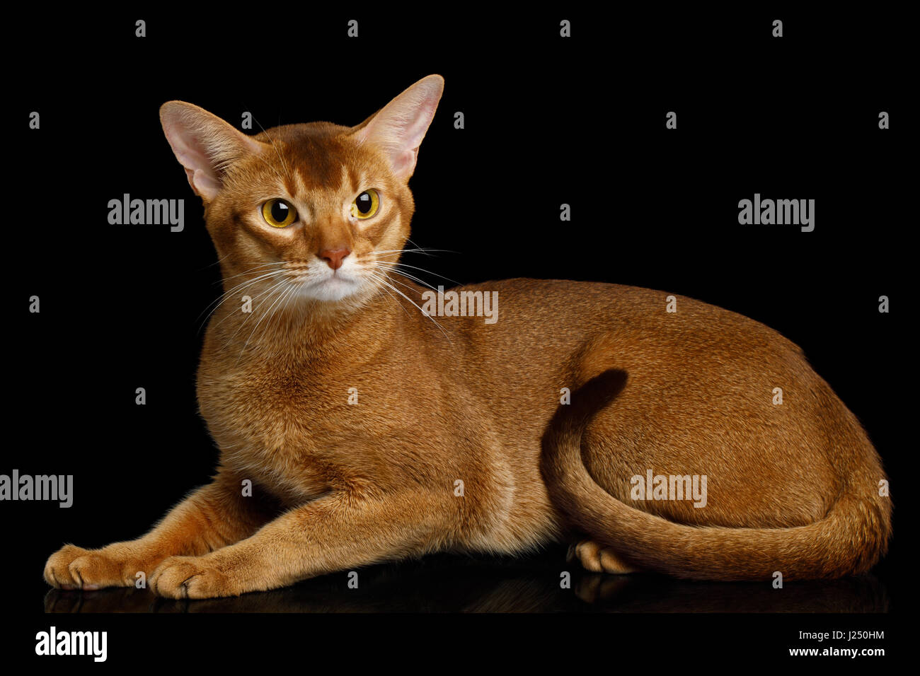 Purebred abyssinian cat isolated on black background Stock Photo - Alamy