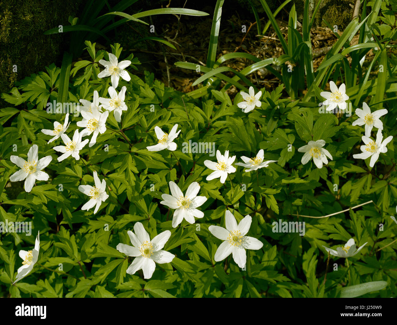 Wood anemone in Cambridgeshire wood Stock Photo - Alamy