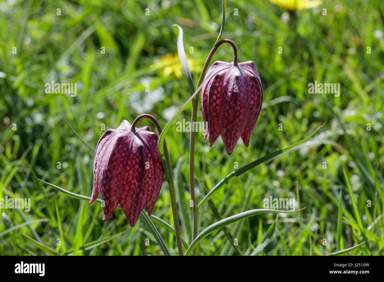 Two purple snakes head fritillary flowers Stock Photo - Alamy
