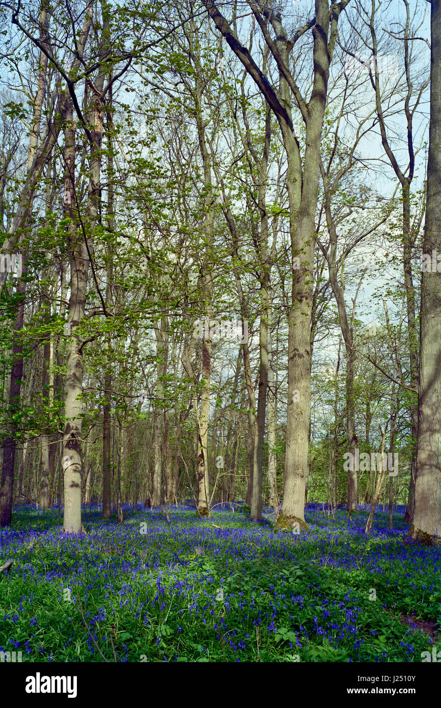 Waresley wood hi-res stock photography and images - Alamy