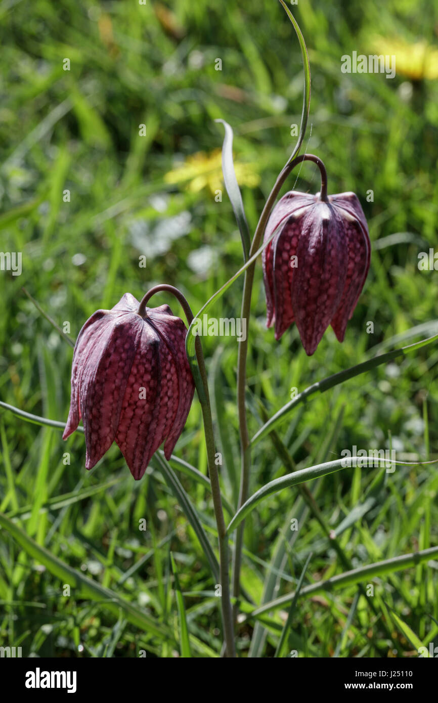 Two purple snakes head fritillary flowers Stock Photo - Alamy