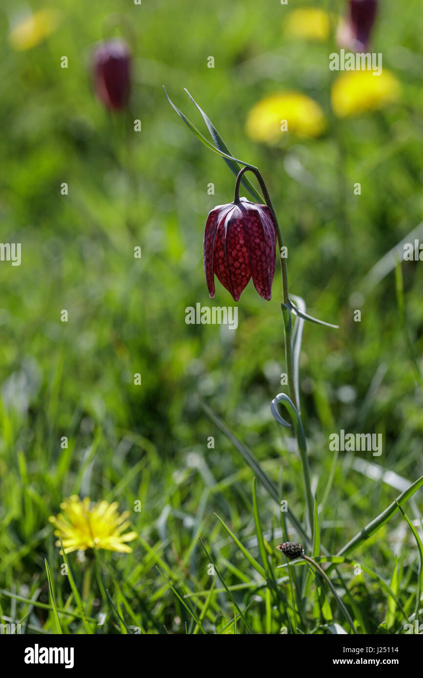 Chequered fritillary hi-res stock photography and images - Alamy