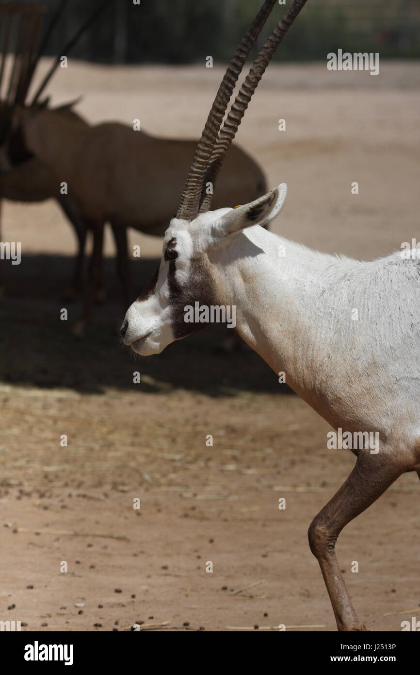 Arabian oryx (oryx leucoryx) at Al Areen Wildlife Park, Kingdom of ...