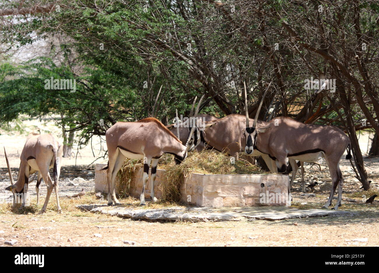 East African oryx, oryx beisa beisa, Al Areen Wildlife Park, Kingdom of ...