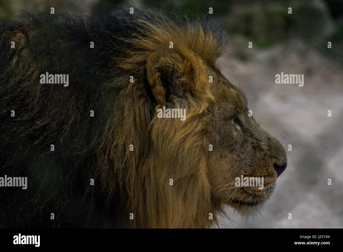 A beautiful male alpha lion prowling the cage at the zoo Stock Photo ...