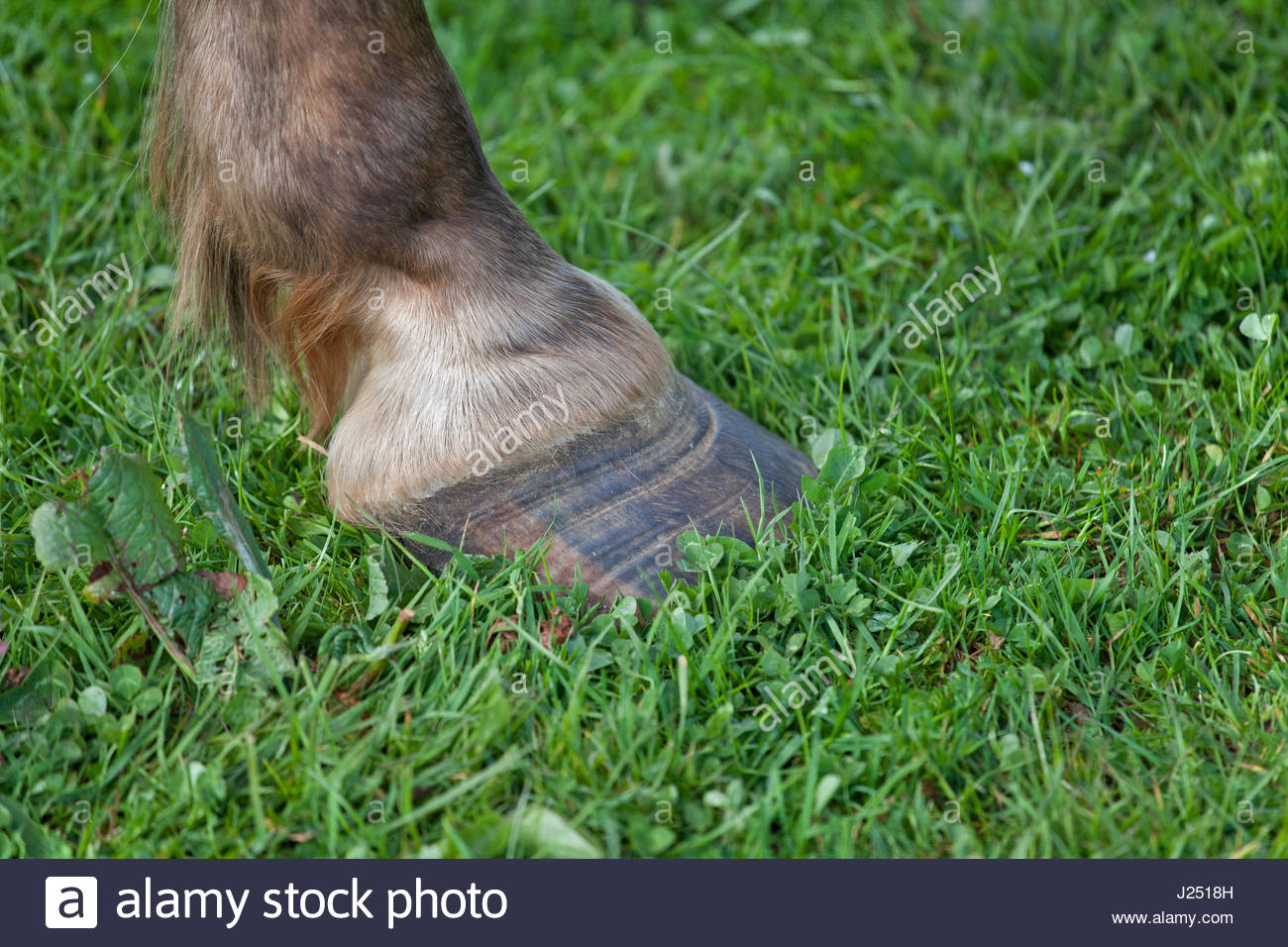 Equine Hoof Care Stock Photos & Equine Hoof Care Stock Images - Alamy