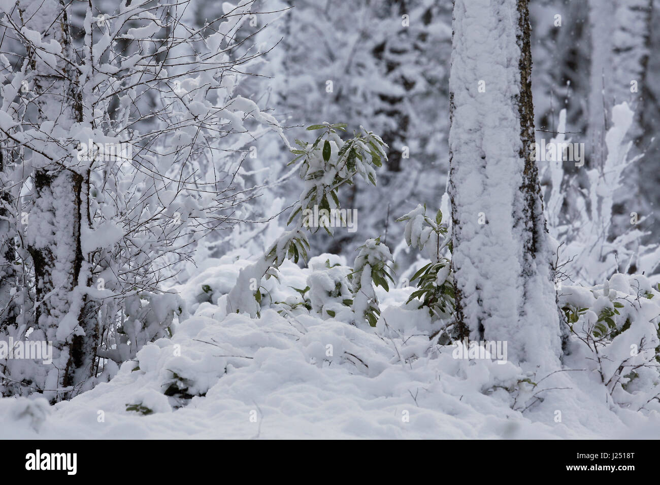 Suburban woodland hi-res stock photography and images - Alamy