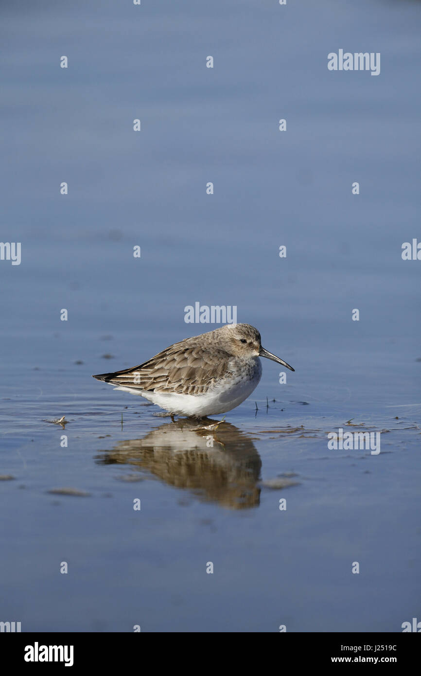 Dunlin winter hi-res stock photography and images - Alamy