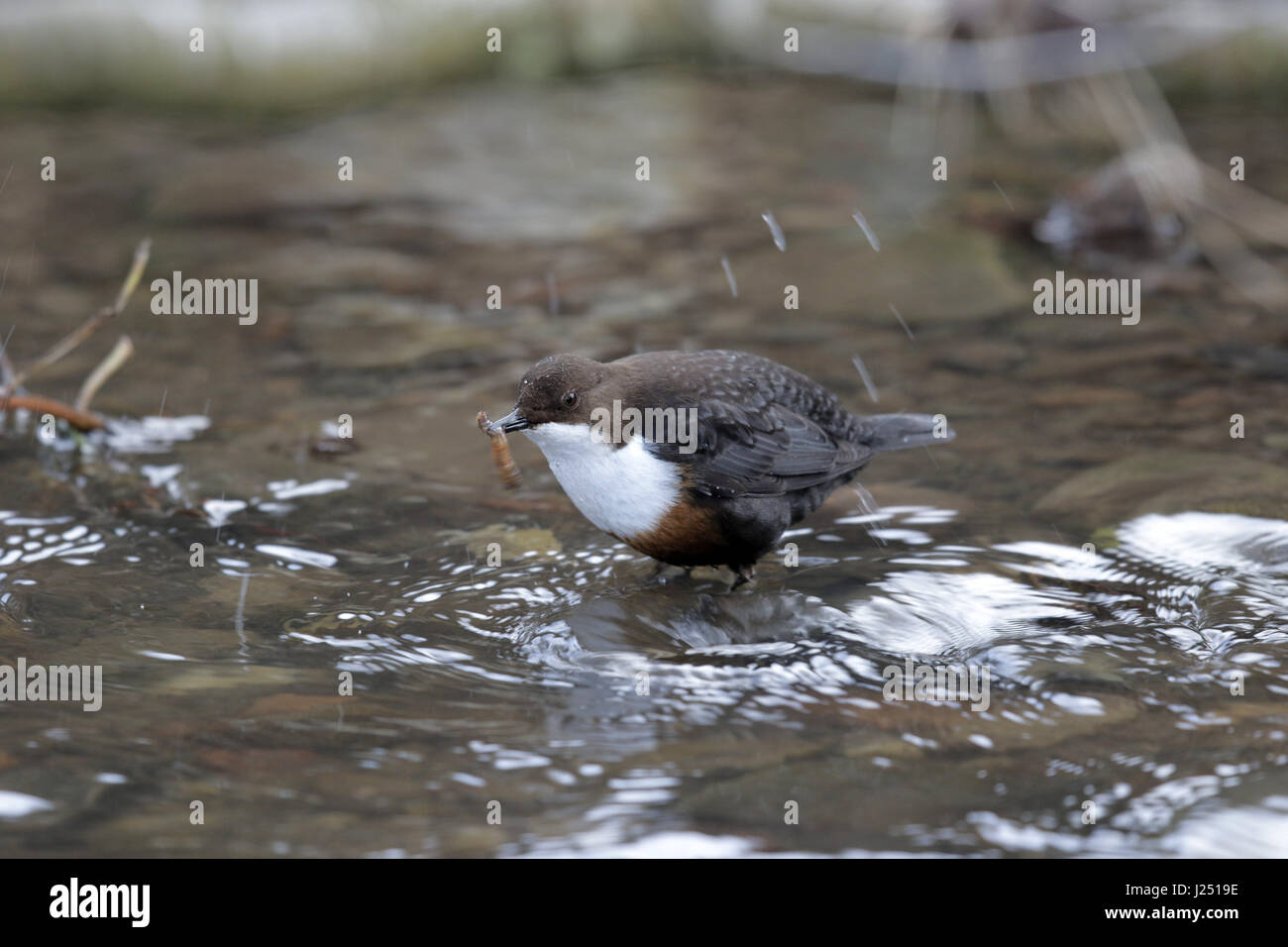 White-throated Dipper, Cinclus cinclus, shaking insect larva prey Stock ...