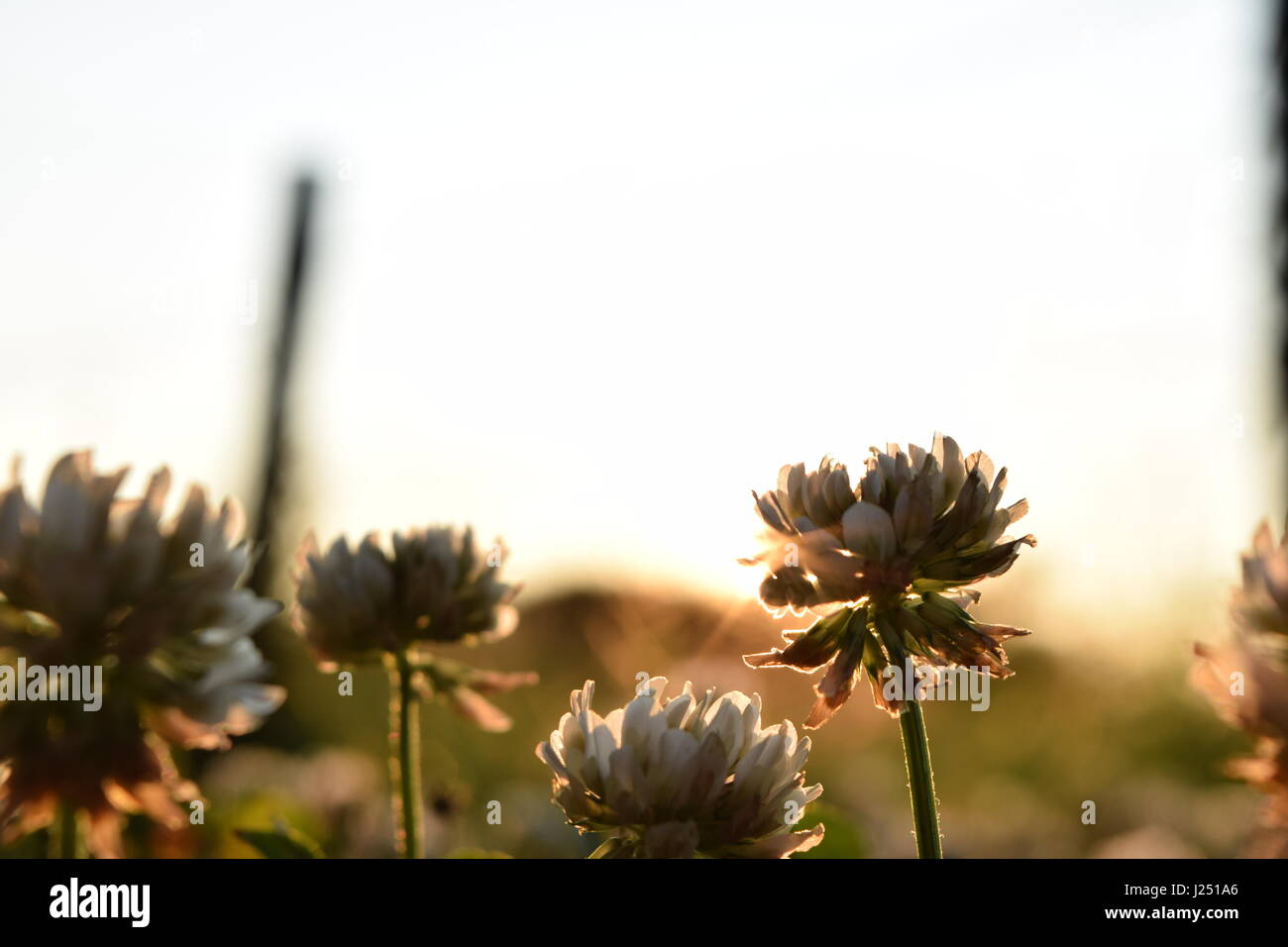 Flowers infront of sunset Stock Photo - Alamy