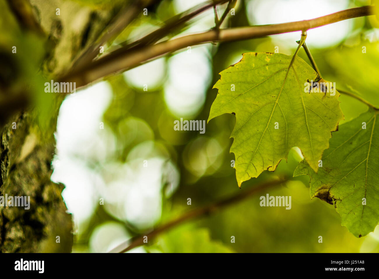 Hanging leaves on tree hi-res stock photography and images - Alamy