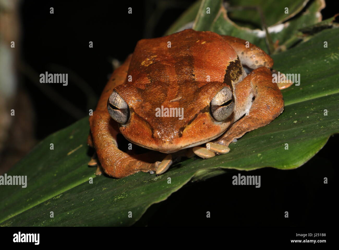 A giant tree from from the depths of the Sumatran Rainforest Stock ...