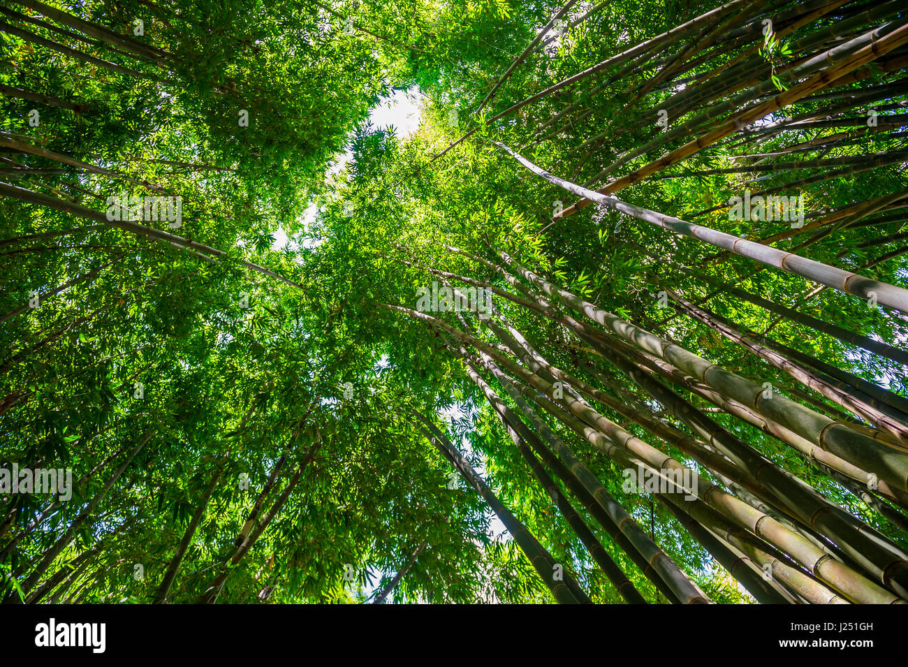 Green canopy of bamboo towering high in the sky above tall trunks of a ...