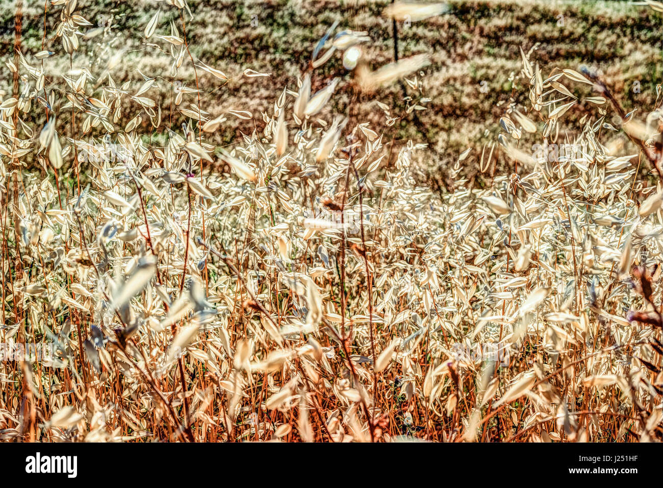 Autumn grass and wildflower background texture Stock Photo - Alamy
