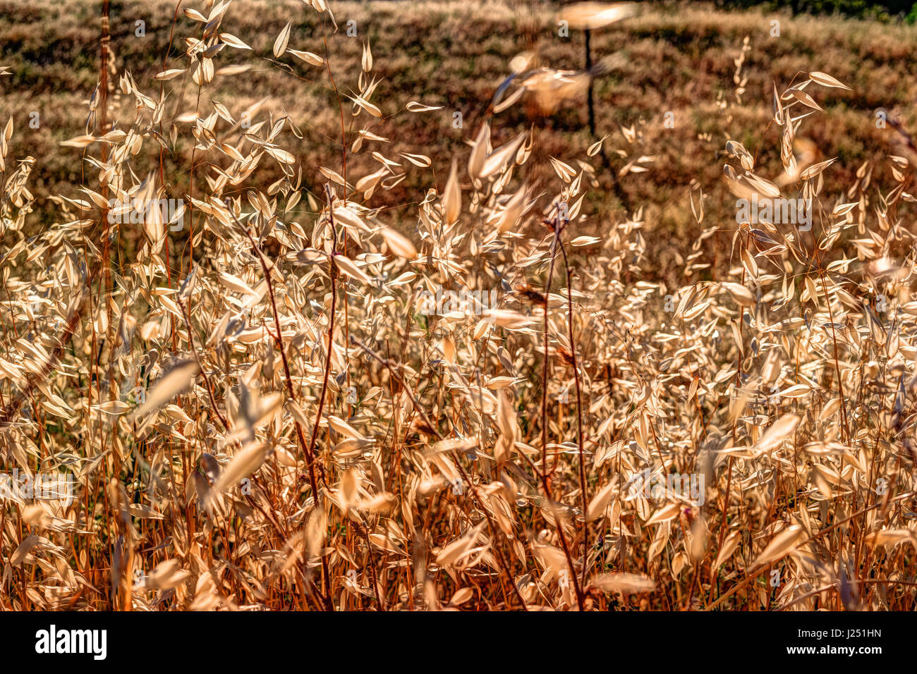 Autumn grass and wildflower background texture Stock Photo - Alamy