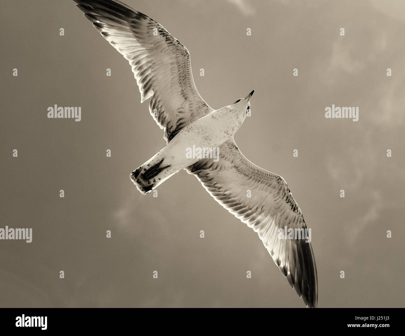 Flying free hi-res stock photography and images - Alamy