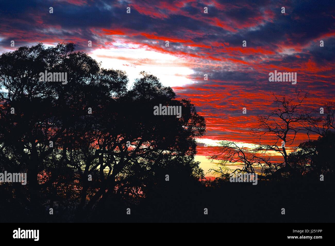 Australian sunset over trees Stock Photo - Alamy