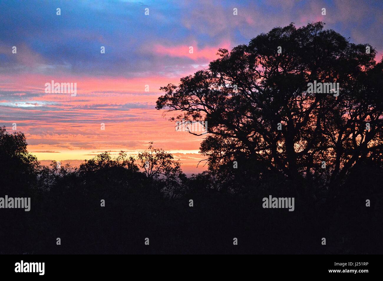 Beautiful sunset over trees hi-res stock photography and images - Alamy