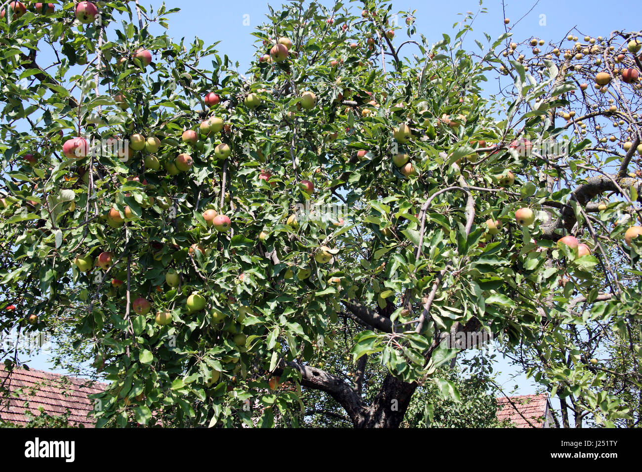 Slavonia,details,apple tree full of fruits,Croatia,Europe,3 Stock Photo ...