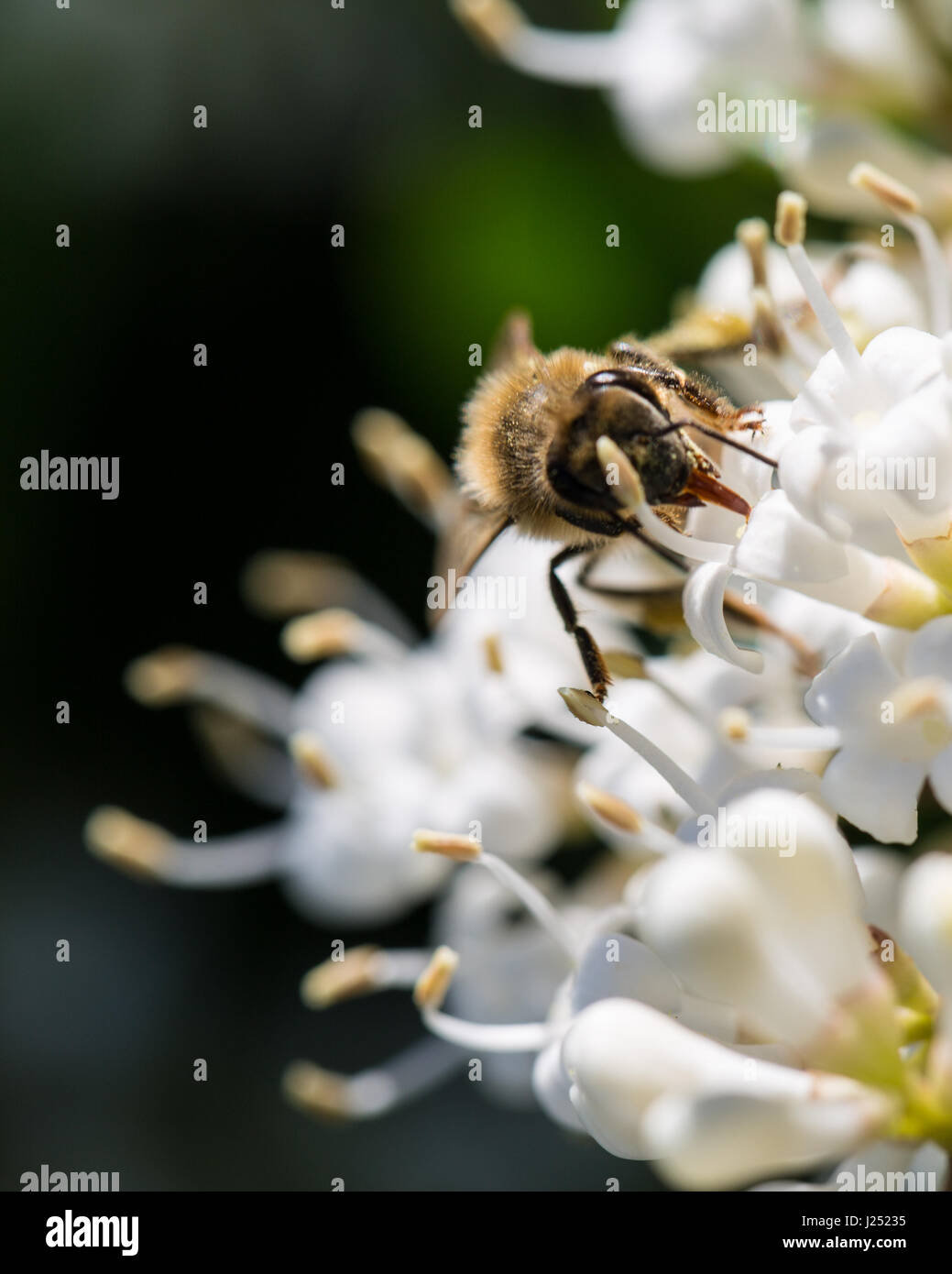 Bees tongue hi-res stock photography and images - Alamy