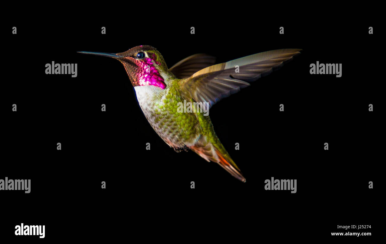 Zoom bird hi-res stock photography and images - Alamy