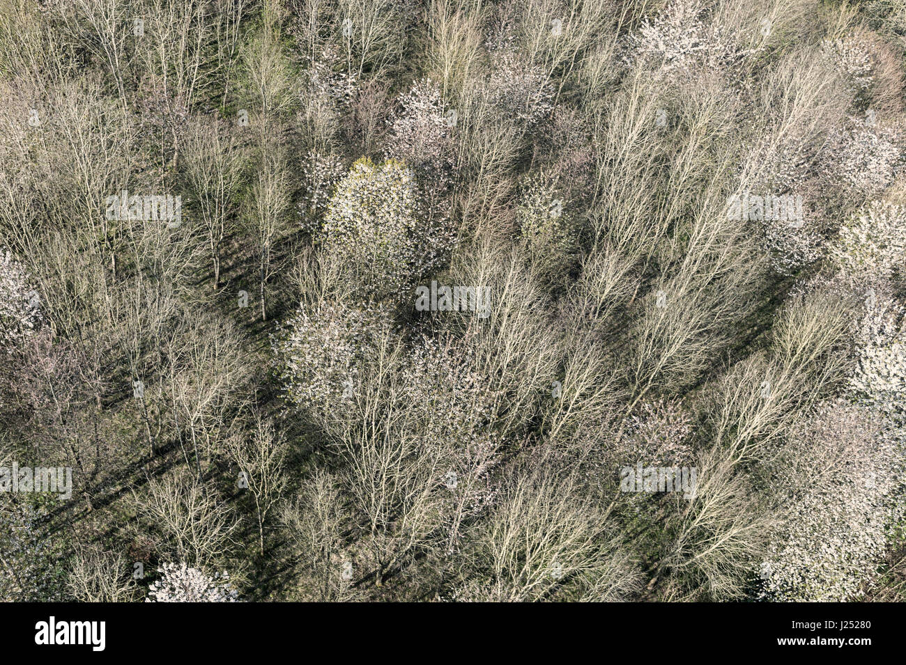 AERIAL VIEW of trees and countryside Great Britain UK Stock Photo - Alamy