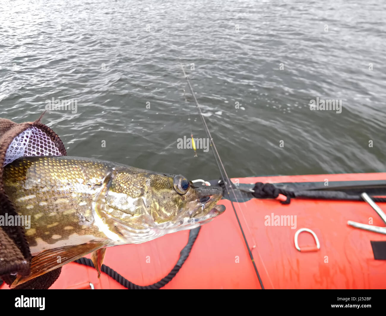 Pickerel fish hi-res stock photography and images - Alamy