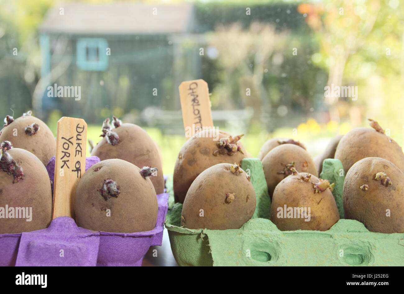 Chitting seed potatoes varieties in egg boxes on sunny window sill to ...