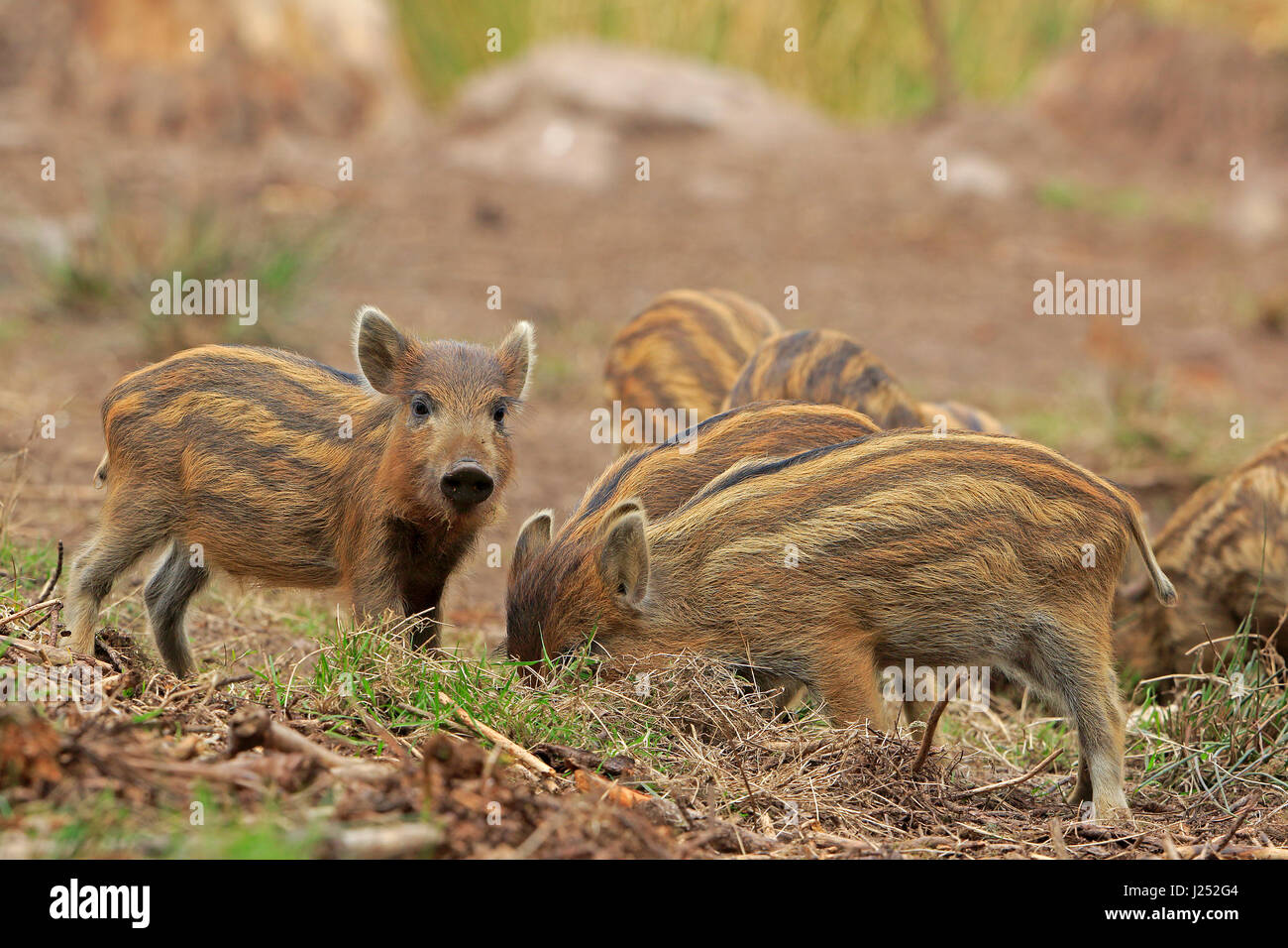 Boar piglets hi-res stock photography and images - Alamy