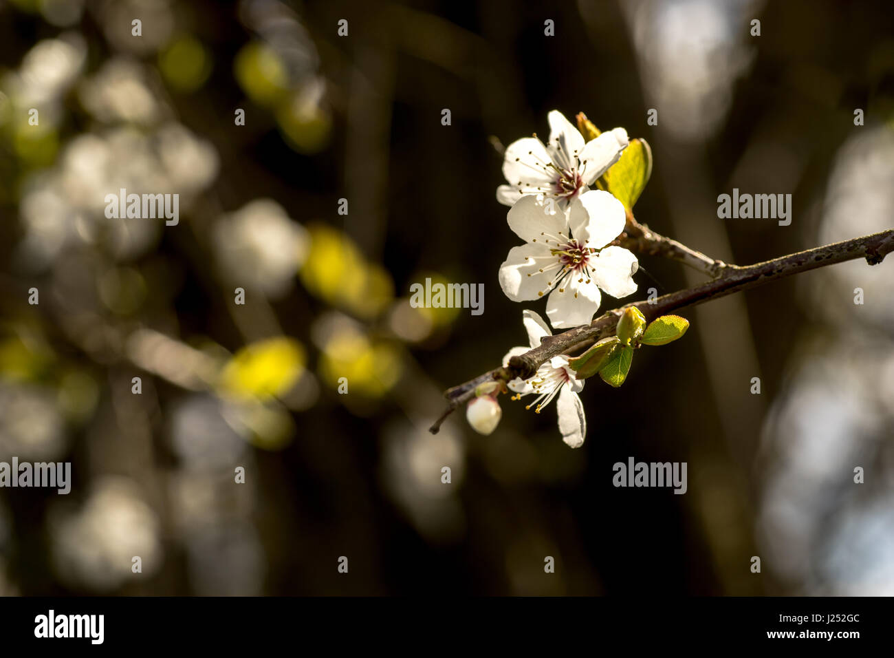 Spring brings the branches of the trees to flowering. Small delicate ...