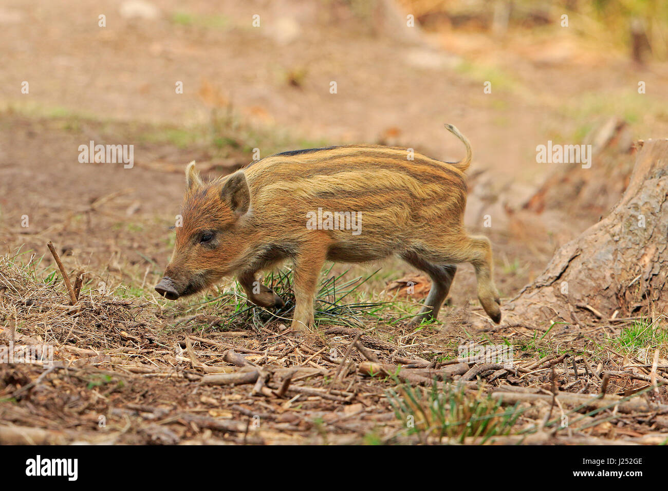 Wild Boar piglet in the Forest of Dean Stock Photo - Alamy