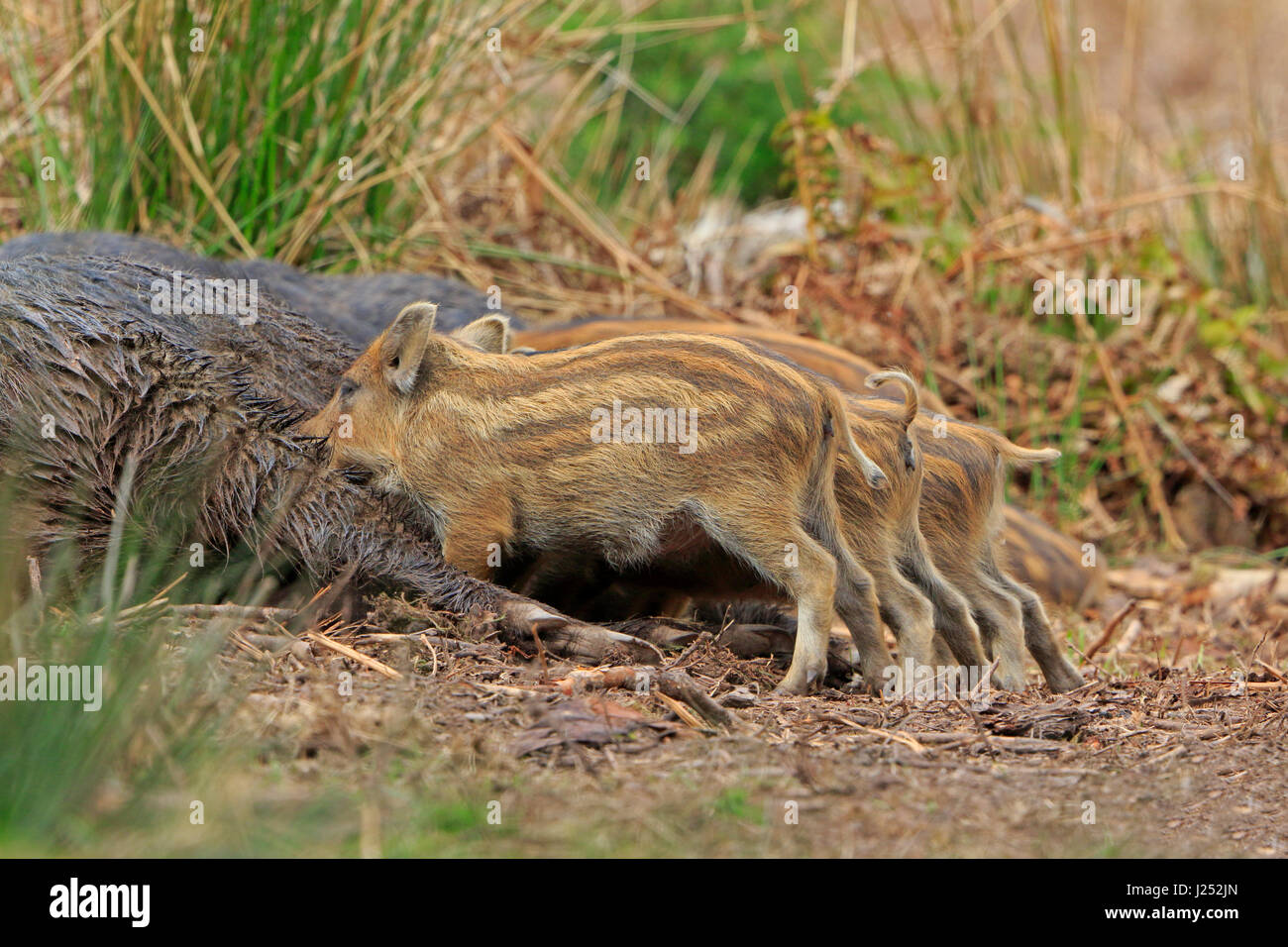 Wild Boar piglets suckling in the Forest of Dean Stock Photo - Alamy
