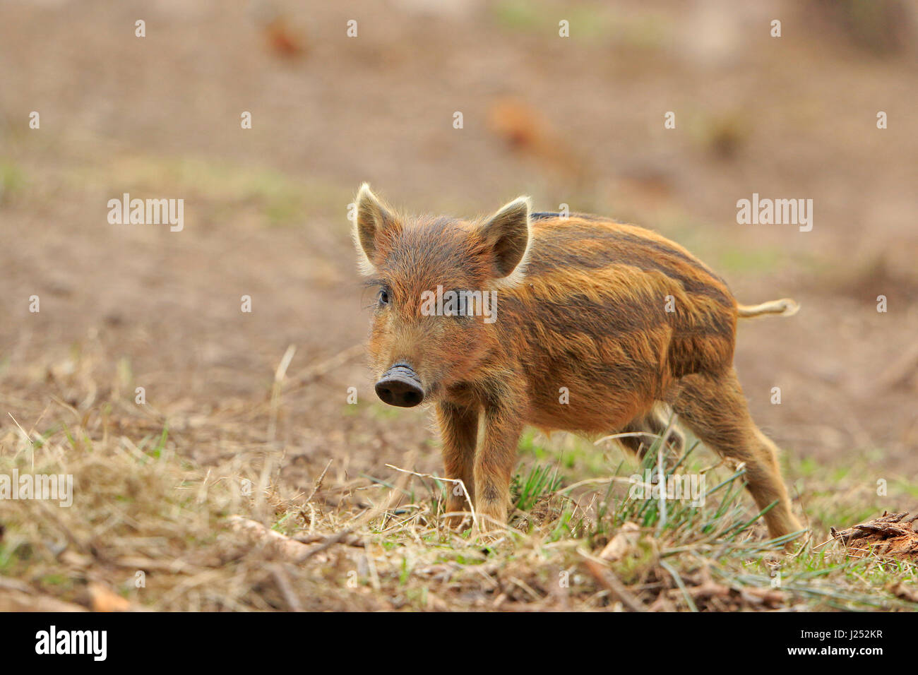 Small Wild Boar piglet in the Forest of Dean Stock Photo - Alamy