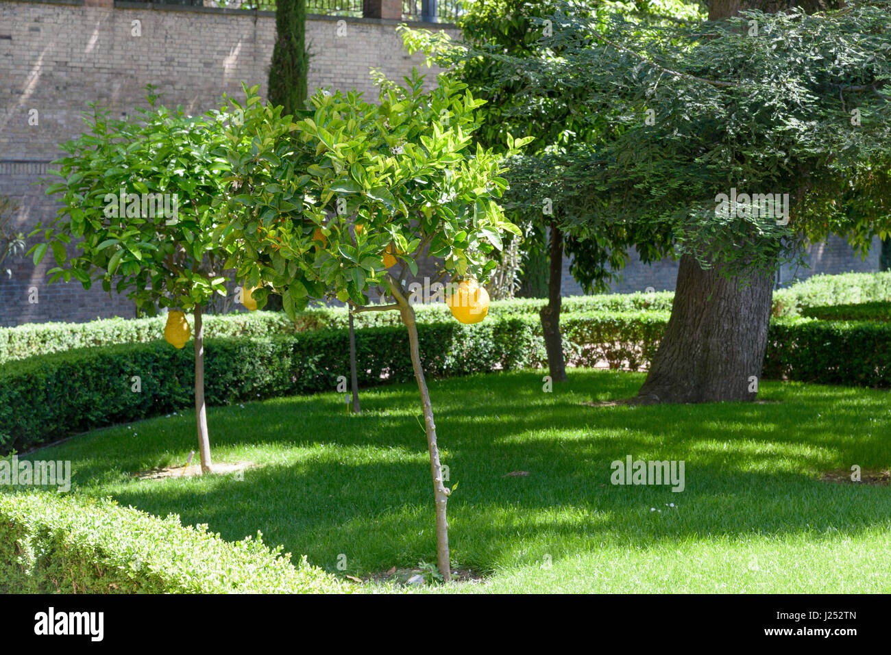 a garden with lemon plants in Rome, Italy Stock Photo - Alamy
