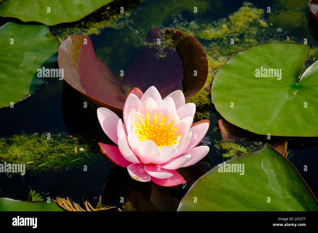 Italian pond hi-res stock photography and images - Alamy