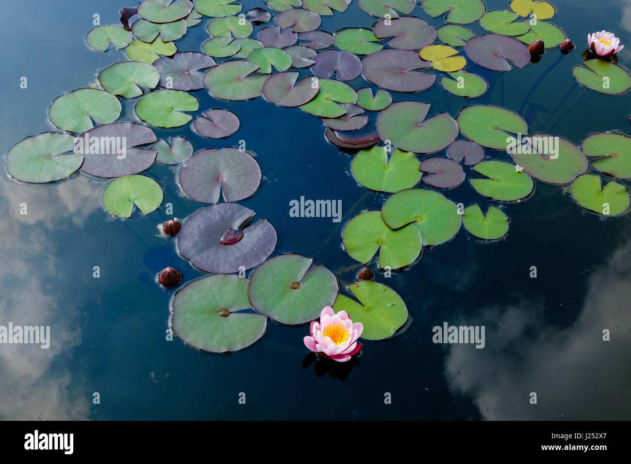 Italian pond hi-res stock photography and images - Alamy