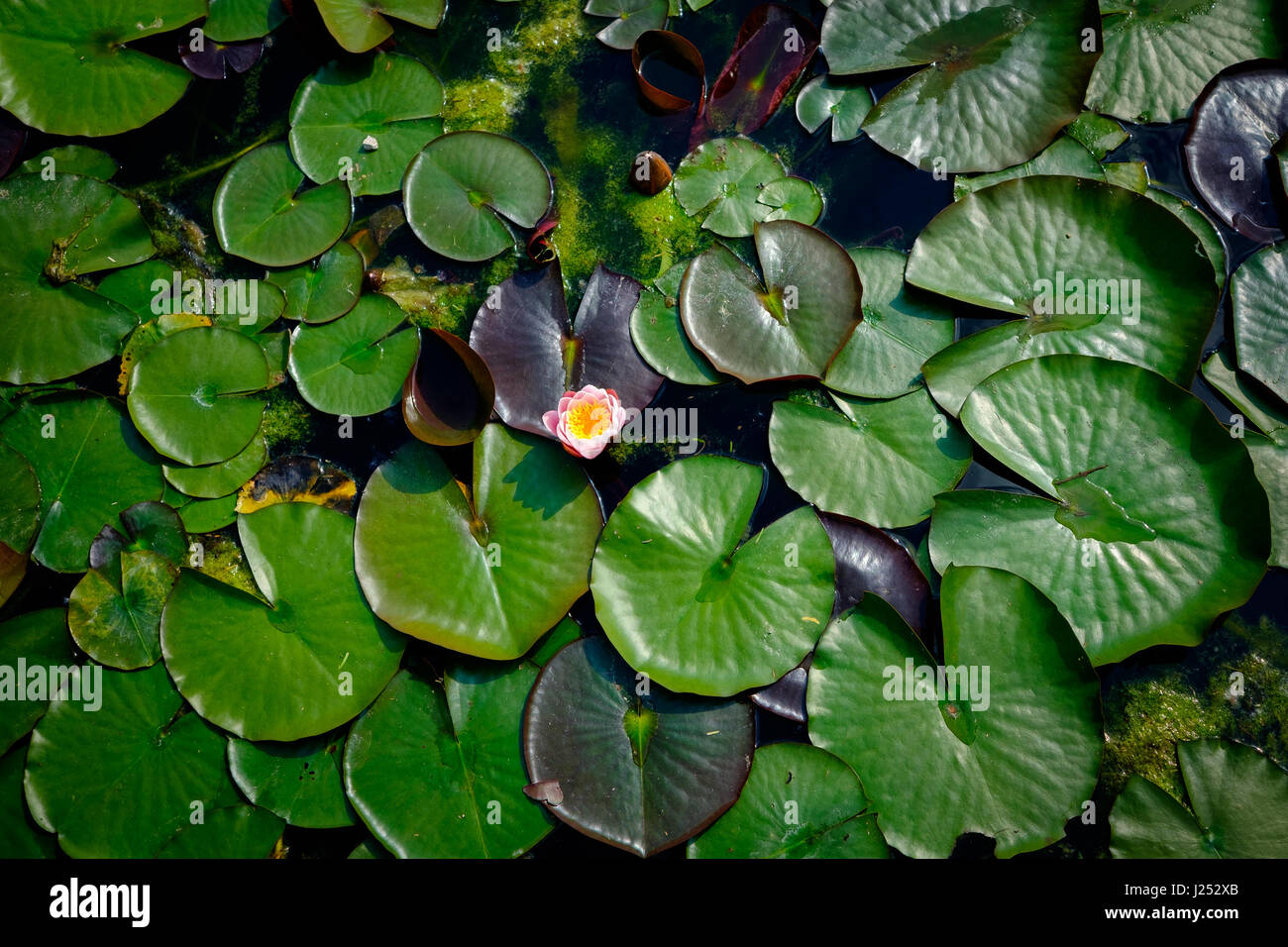 Italian pond hi-res stock photography and images - Alamy