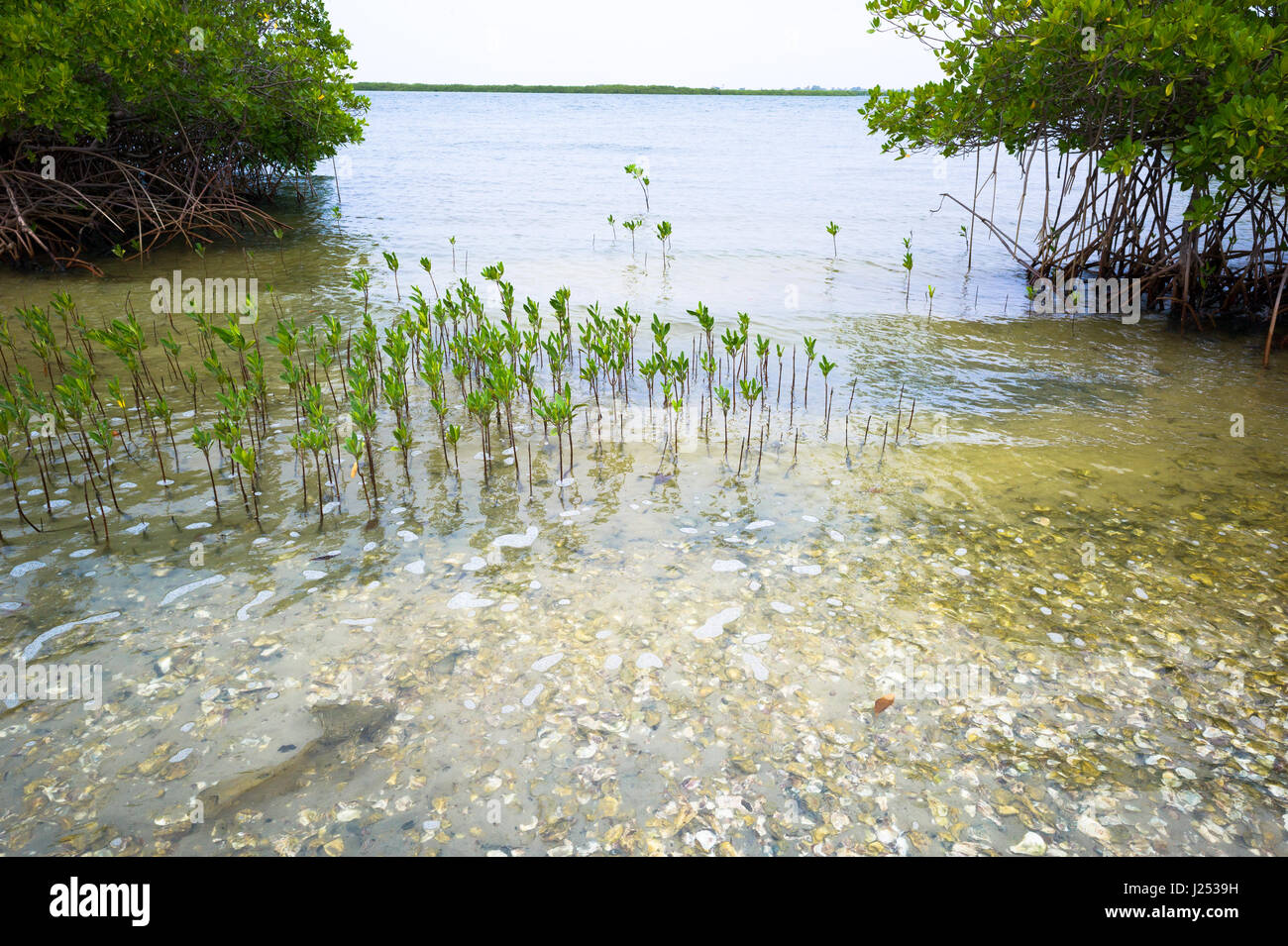 Delta du saloum national park hi-res stock photography and images - Alamy
