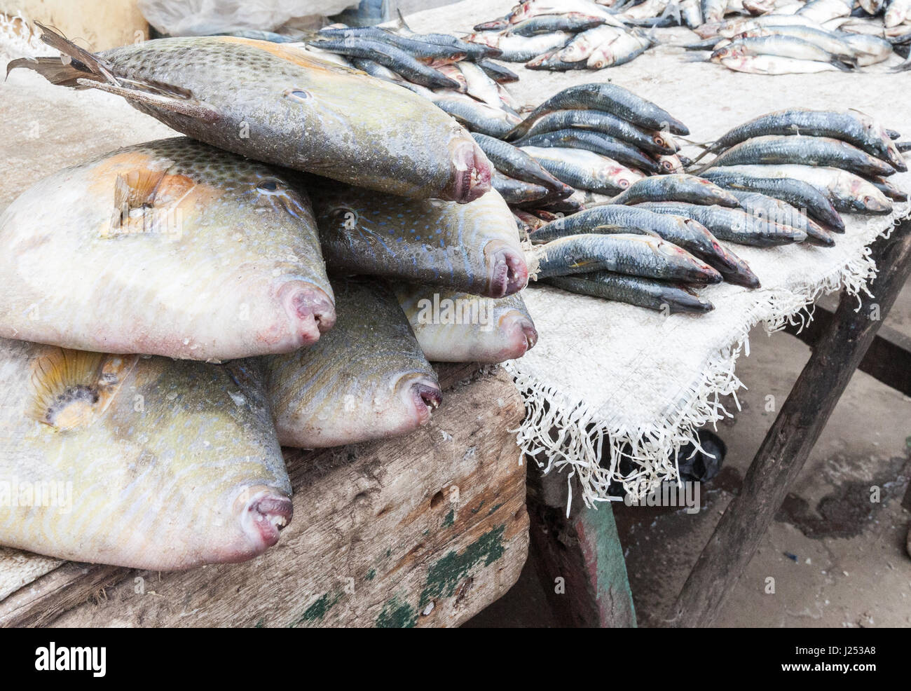 Fresh seafood at the fish market in Senegal Stock Photo - Alamy