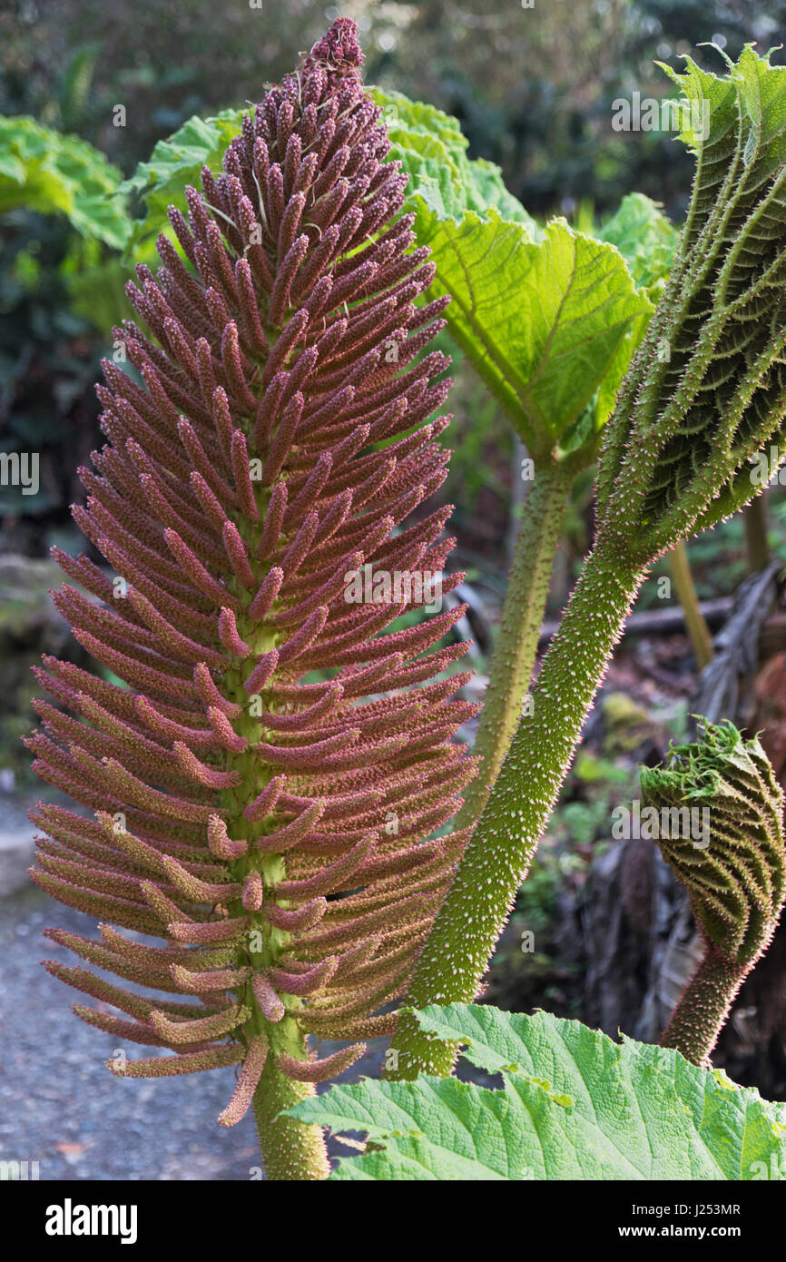 Gunnera flower ( Gunnera manicata ), native to Brazil, and cultivated ...