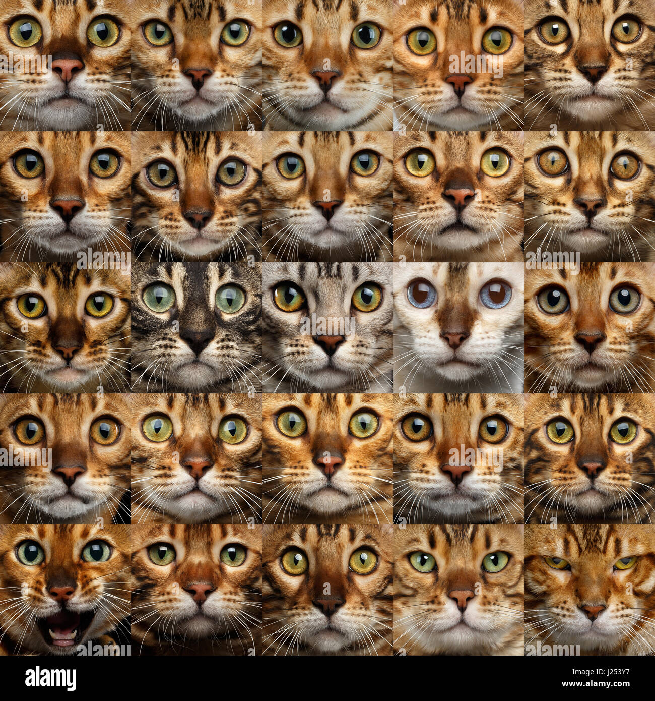 Montage collage cat hi-res stock photography and images - Alamy