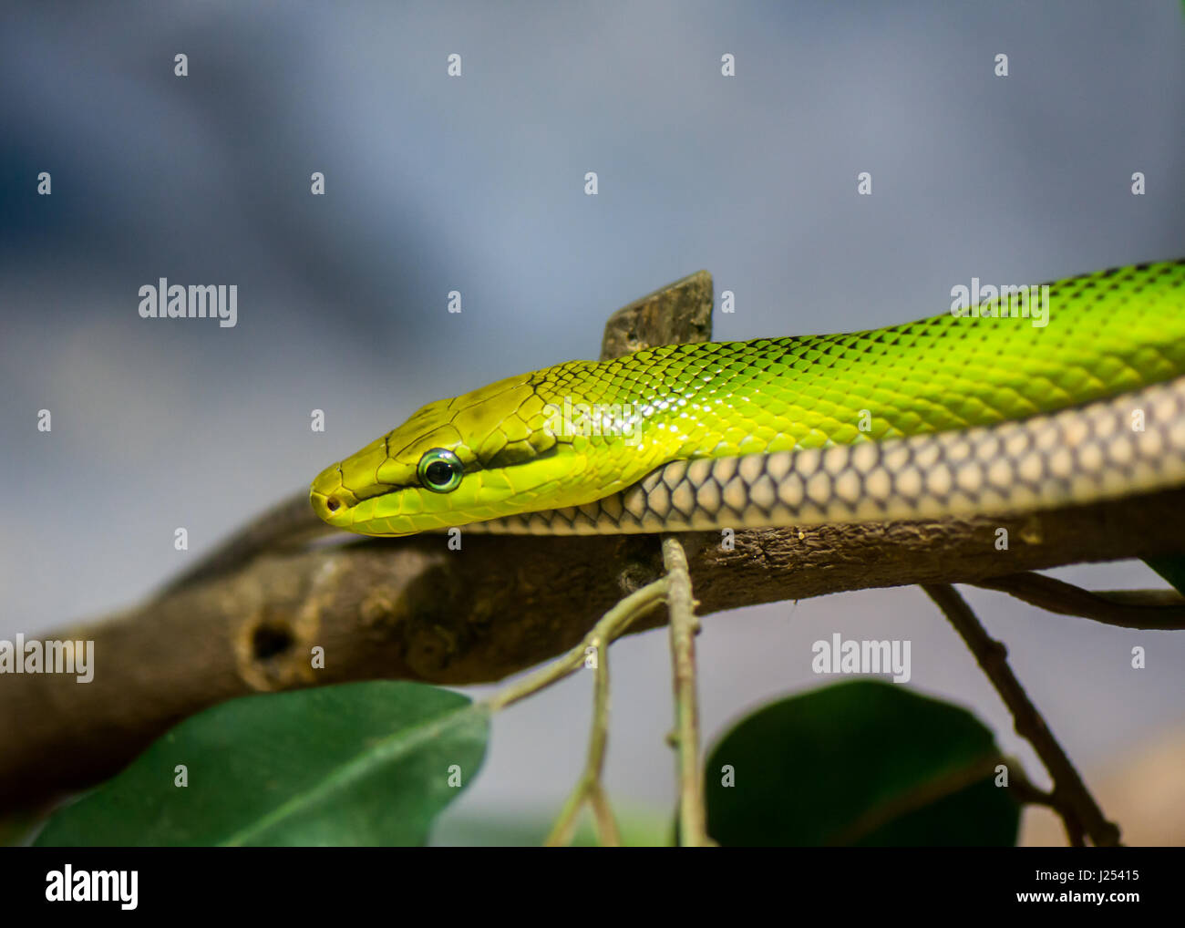 Beauty ratsnake hi-res stock photography and images - Alamy