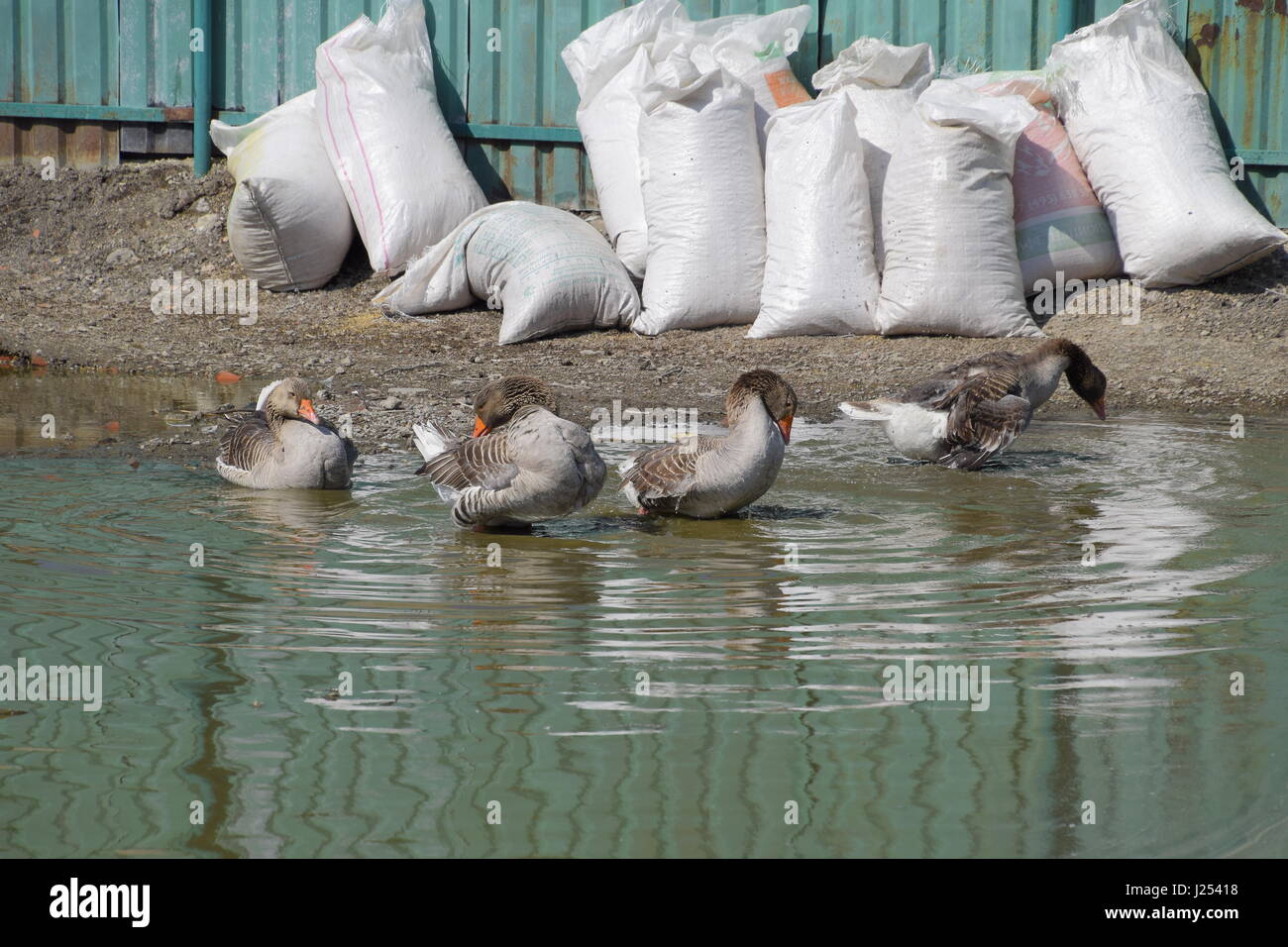 Homemade gray goose. Homemade geese in an artificial pond. The gray ...