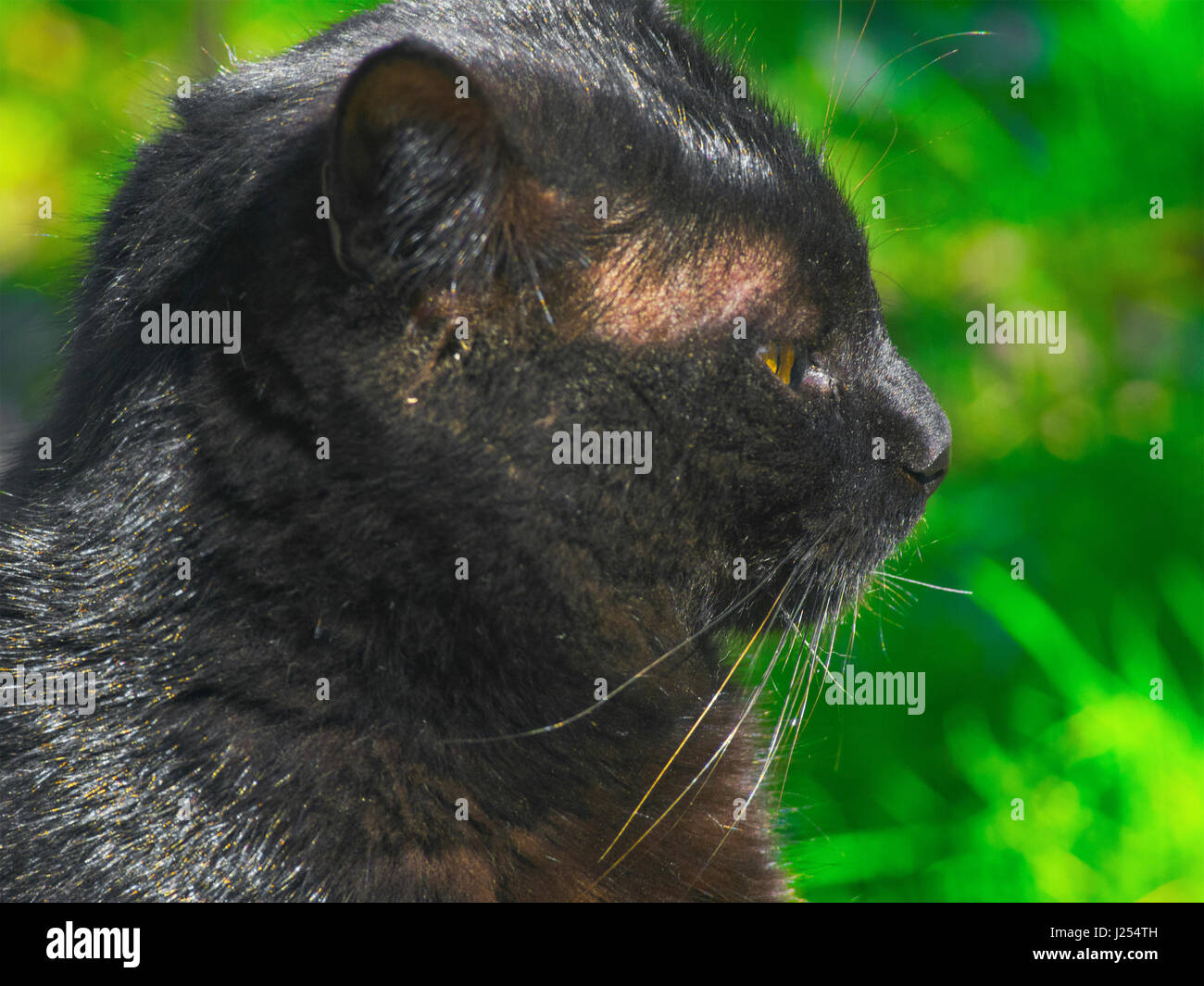 The black cat looking somewhere in the distance Stock Photo - Alamy