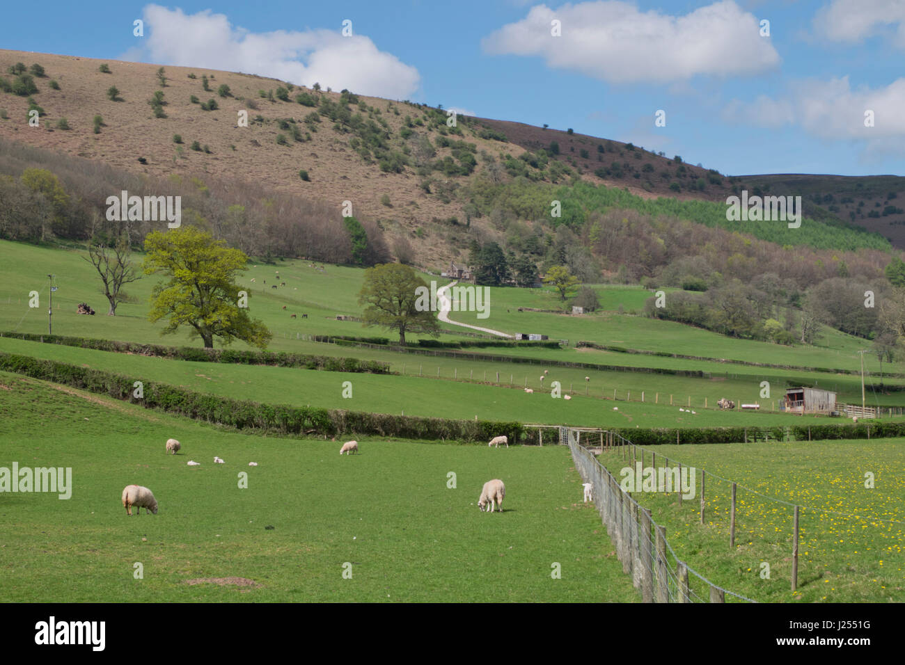 Sheep grazing at the Brecon Beacon National Park,Wales,UK,nature ...