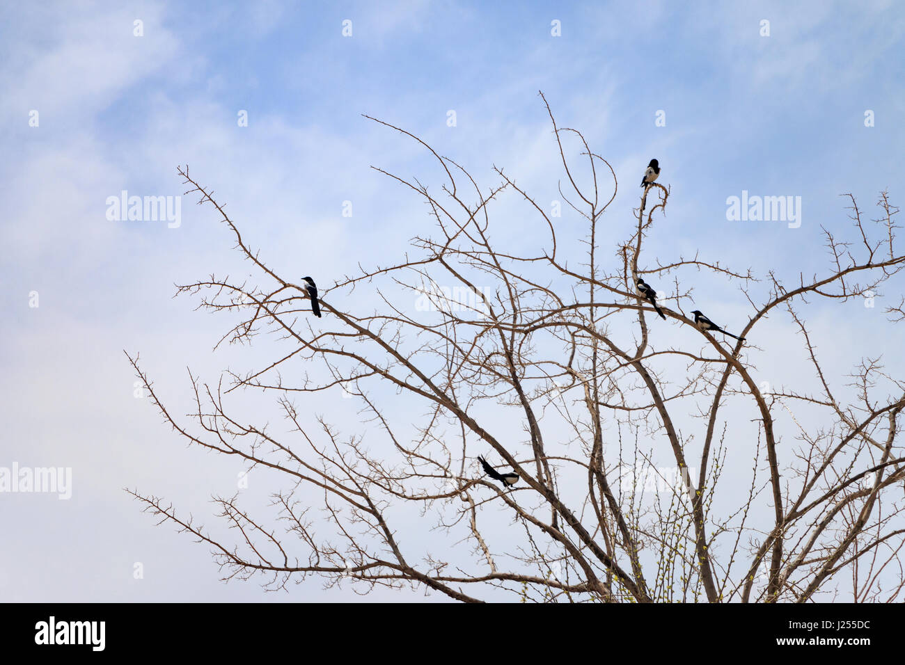 A flock of magpies perched on a tree top Stock Photo - Alamy