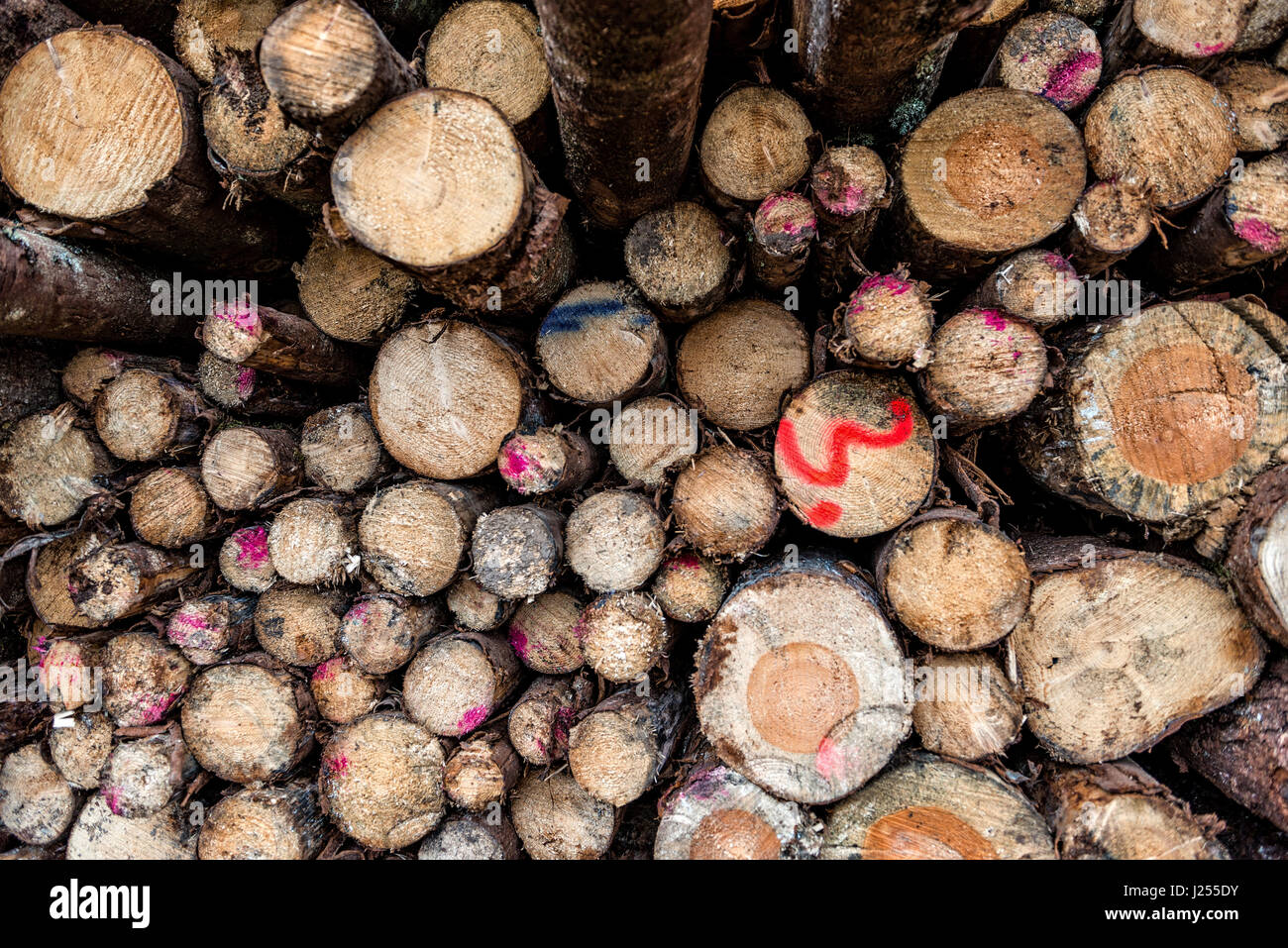 Wood log pile Stock Photo - Alamy