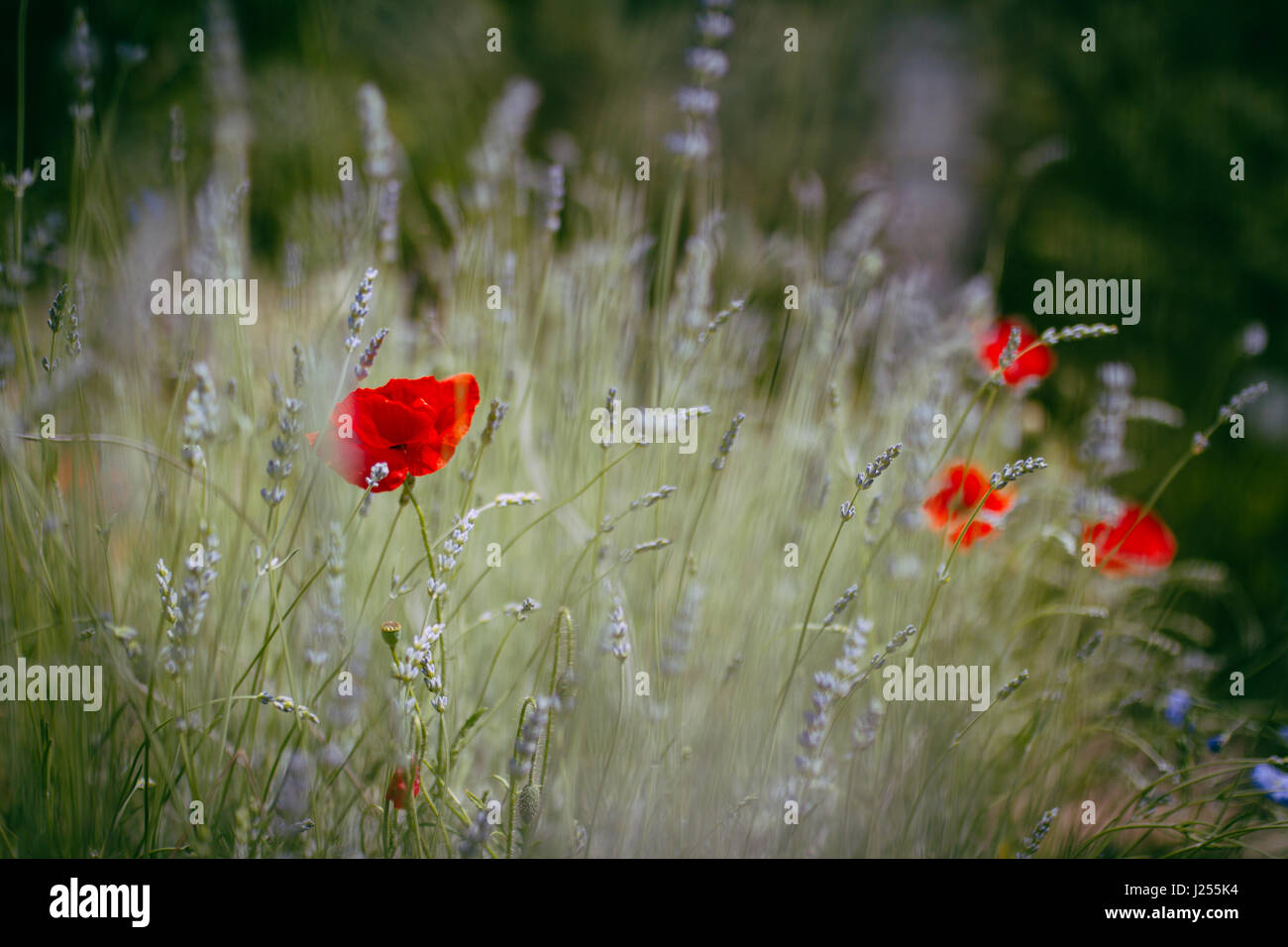 Summer hedge hi-res stock photography and images - Alamy